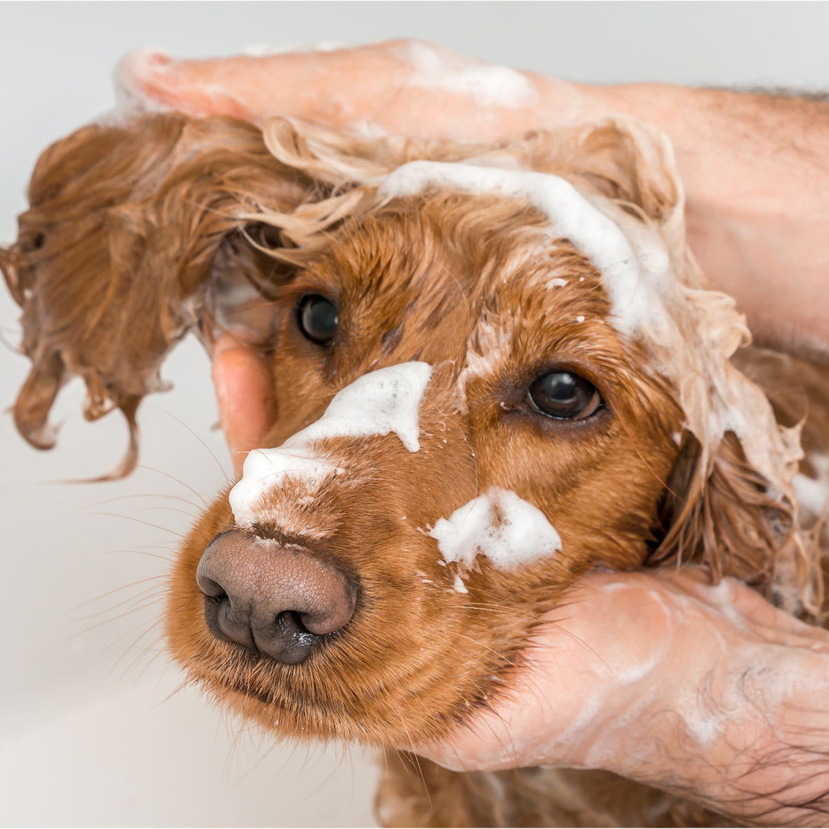 Essential Dog Hygiene Tips for Happy and Healthy Pets – Pure and ...